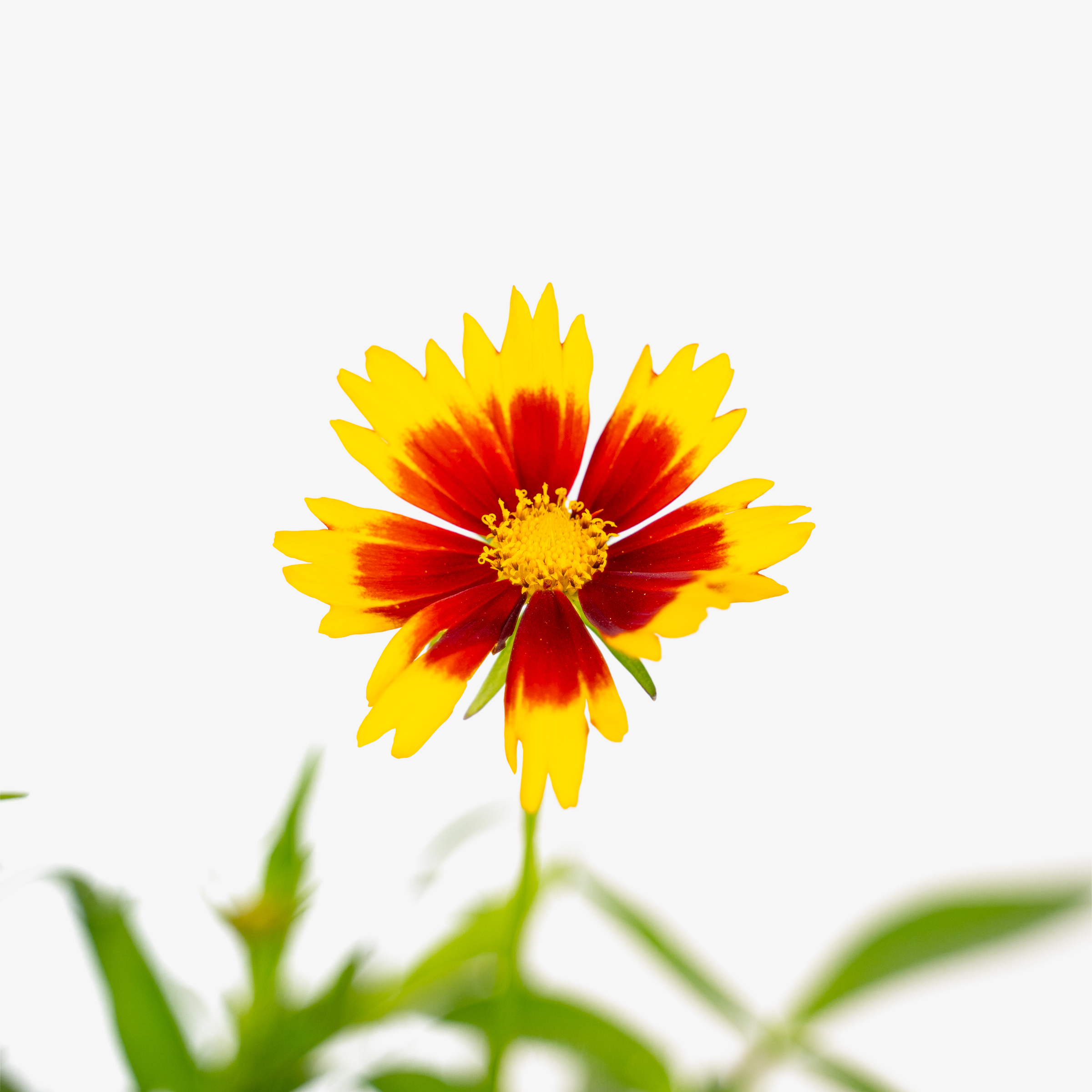 Uptick Gold and Bronze Coreopsis For Sale Online | The Tree Center