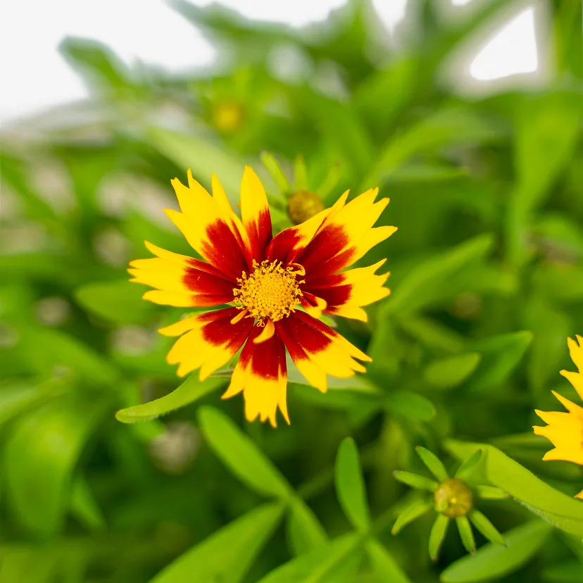 Uptick Gold and Bronze Coreopsis For Sale Online | The Tree Center