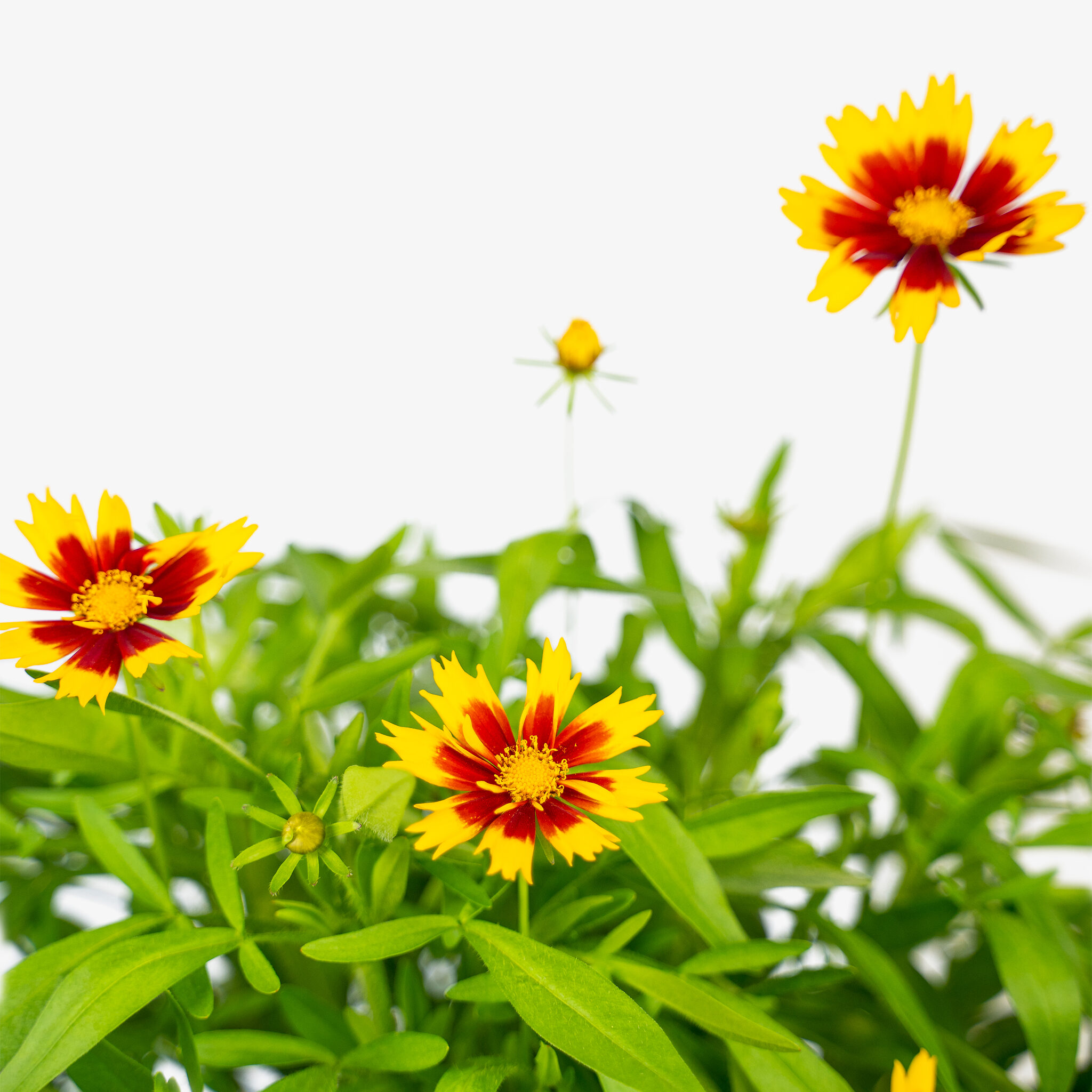 Uptick Gold and Bronze Coreopsis For Sale Online | The Tree Center