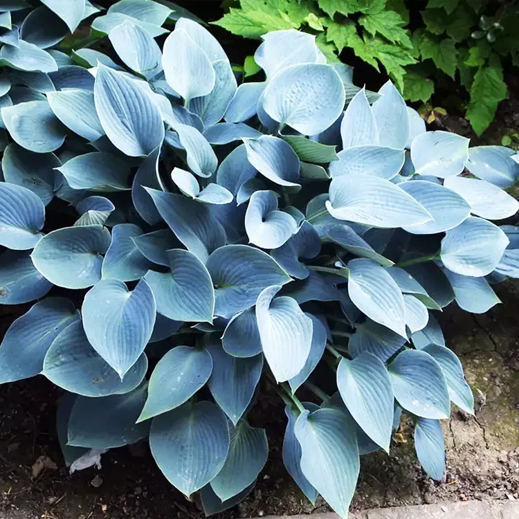 Hadspen Blue Hosta For Sale Online | The Tree Center