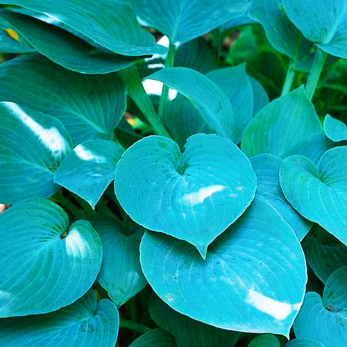 Hadspen Blue Hosta For Sale Online | The Tree Center