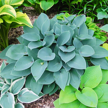 Hadspen Blue Hosta For Sale Online | The Tree Center