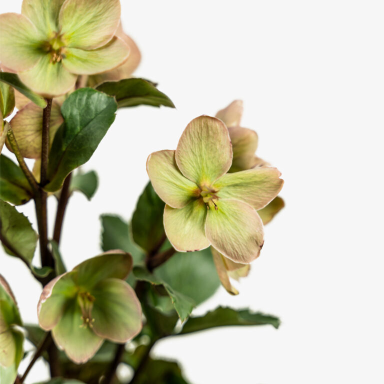 Ivory Prince Hellebore For Sale Online | The Tree Center