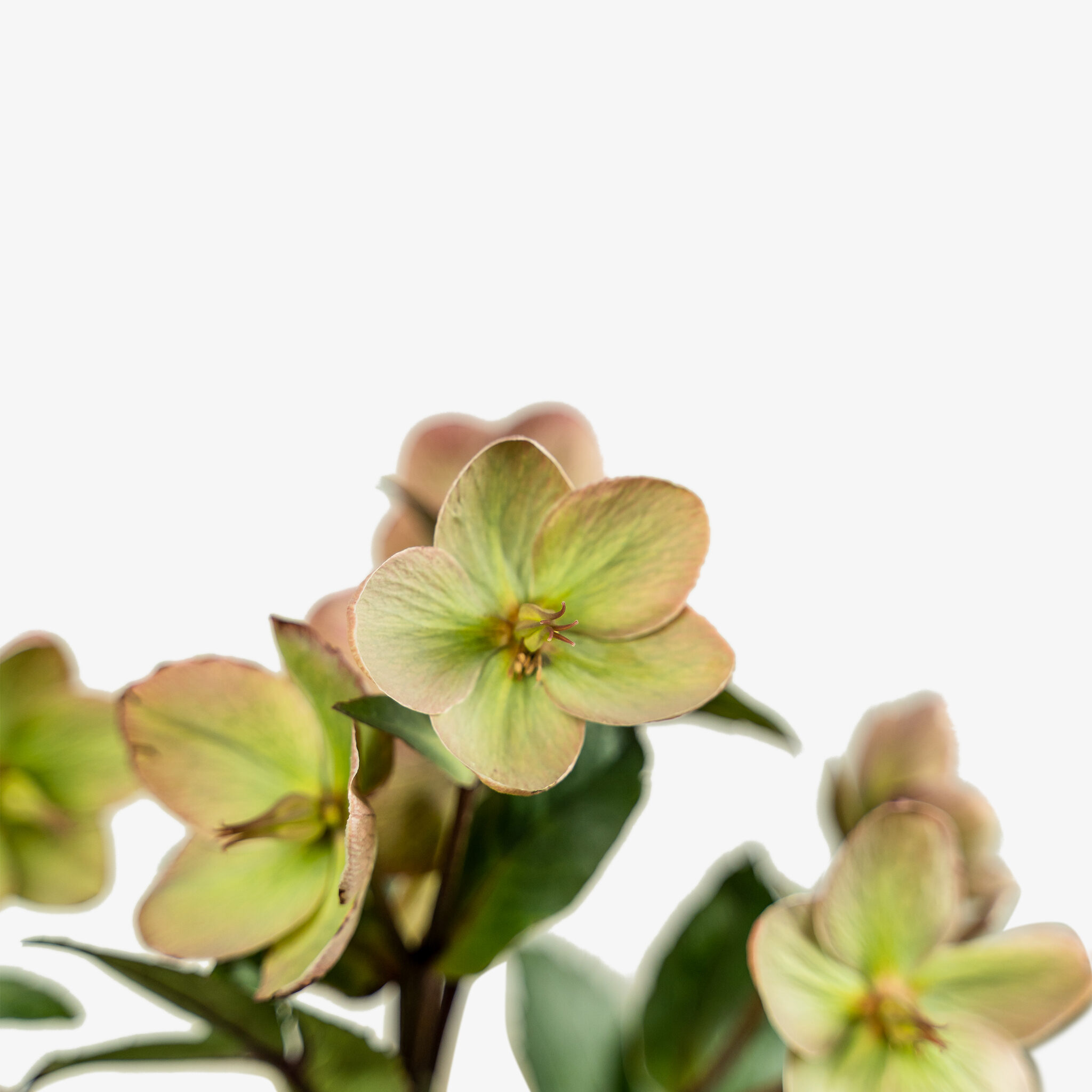 Ivory Prince Hellebore For Sale Online | The Tree Center