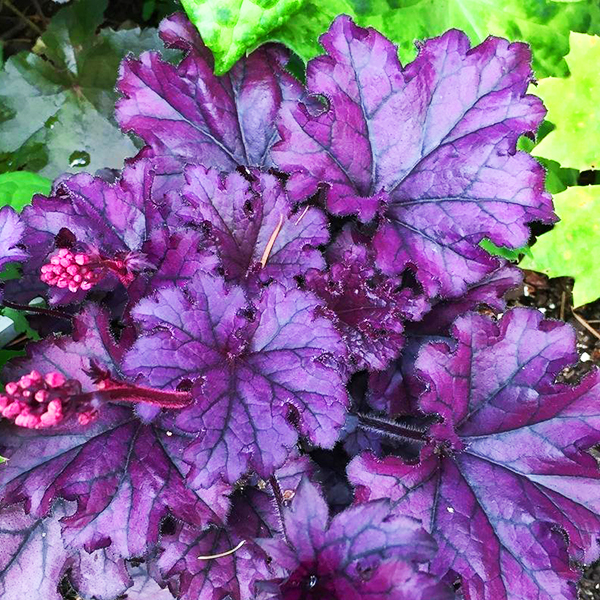 Forever Purple Heuchera | The Tree Center™