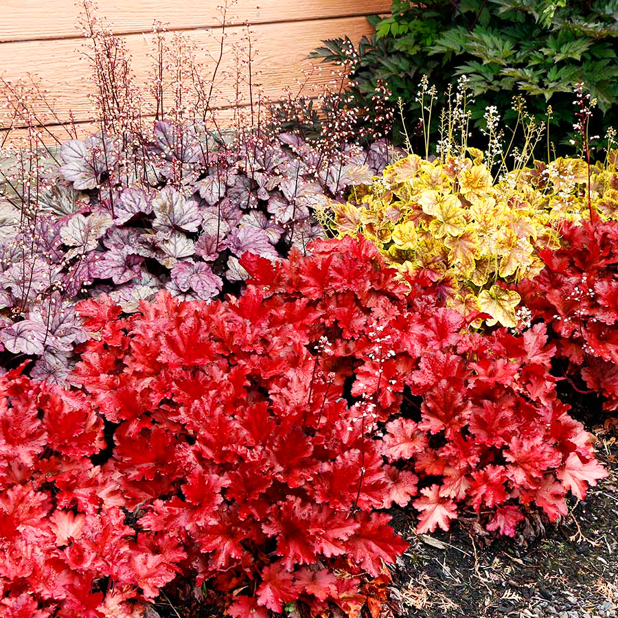 Forever Red Heuchera | The Tree Center™