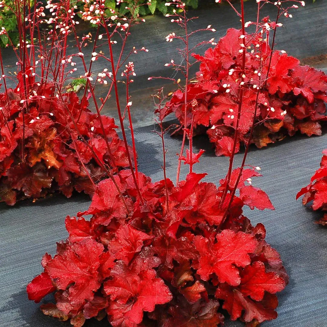 Forever Red Heuchera - Vibrant Landscape Addition | The Tree Center