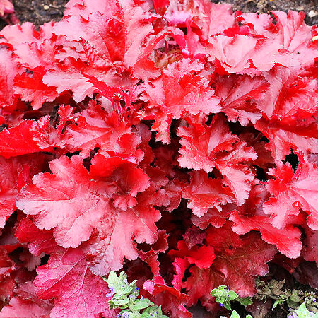 Forever Red Heuchera - Vibrant Landscape Addition | The Tree Center