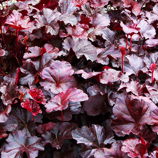 Obsidian Heuchera For Sale Online | The Tree Center