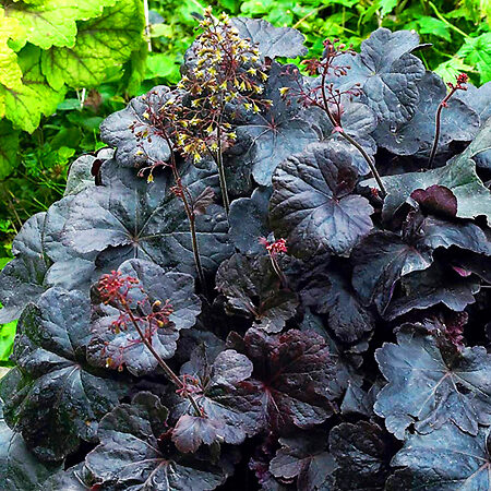Obsidian Heuchera For Sale Online | The Tree Center