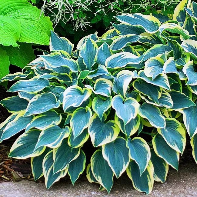 First Frost Hosta - Frosty Shade Plant | The Tree Center