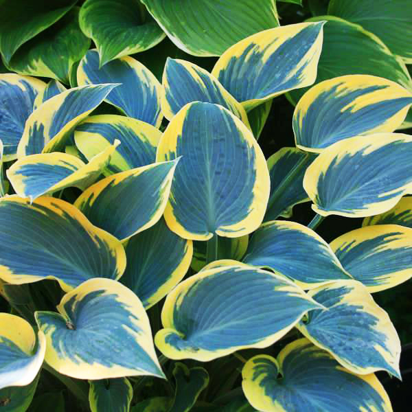 First Frost Hosta | The Tree Center™