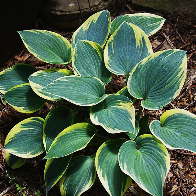 First Frost Hosta - Frosty Shade Plant | The Tree Center