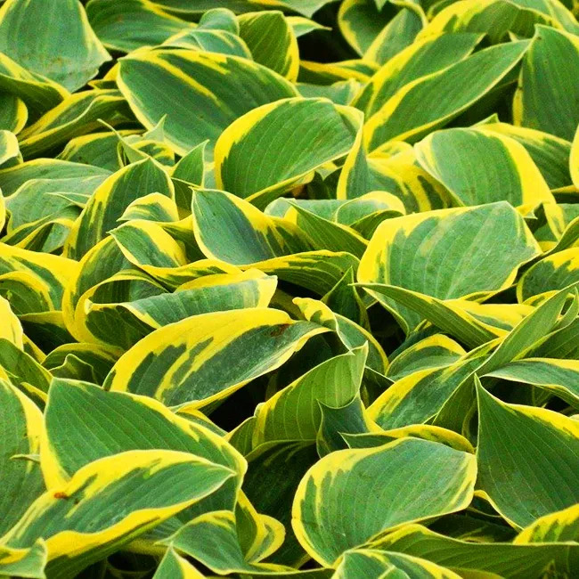 First Frost Hosta - Frosty Shade Plant | The Tree Center