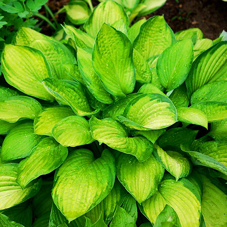 Gold Standard Hosta - Shade Loving Plant | The Tree Center