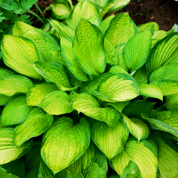 Gold Standard Hosta | The Tree Center™