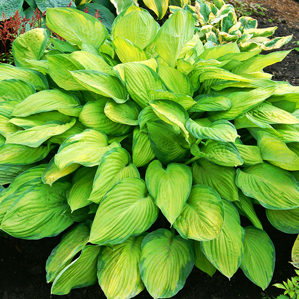 Gold Standard Hosta | The Tree Center™
