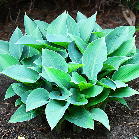 Halcyon Hosta For Sale Online | The Tree Center