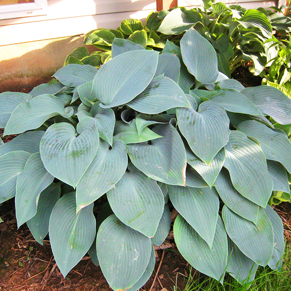 Halcyon Hosta For Sale Online | The Tree Center