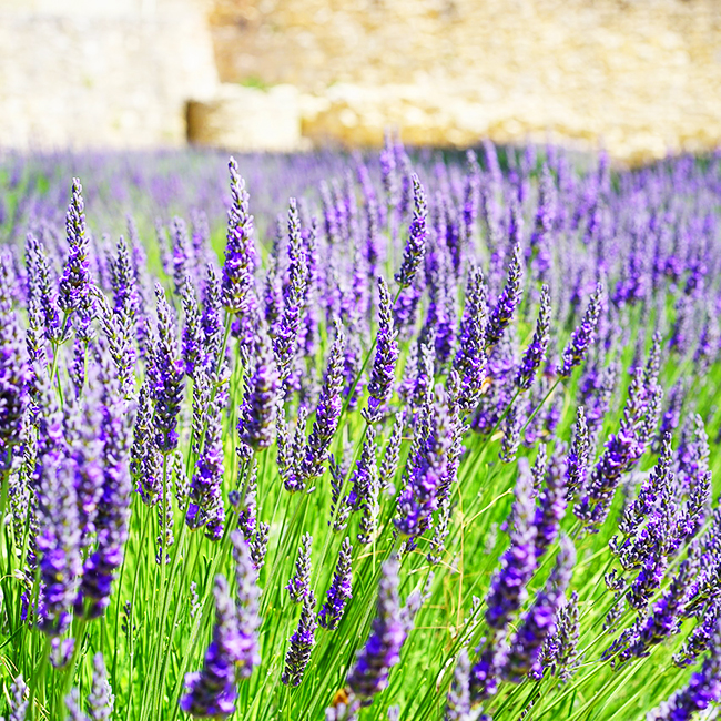 Munstead Lavender For Sale Online | The Tree Center
