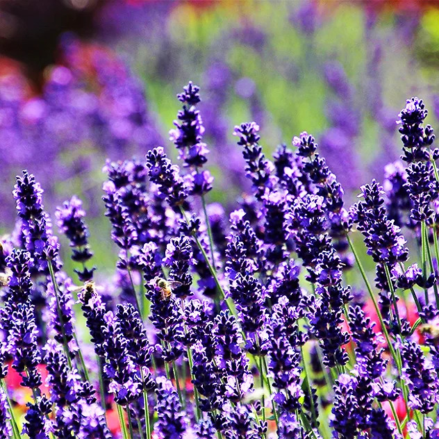 Sensational Lavender - Aromatic Shrub | The Tree Center