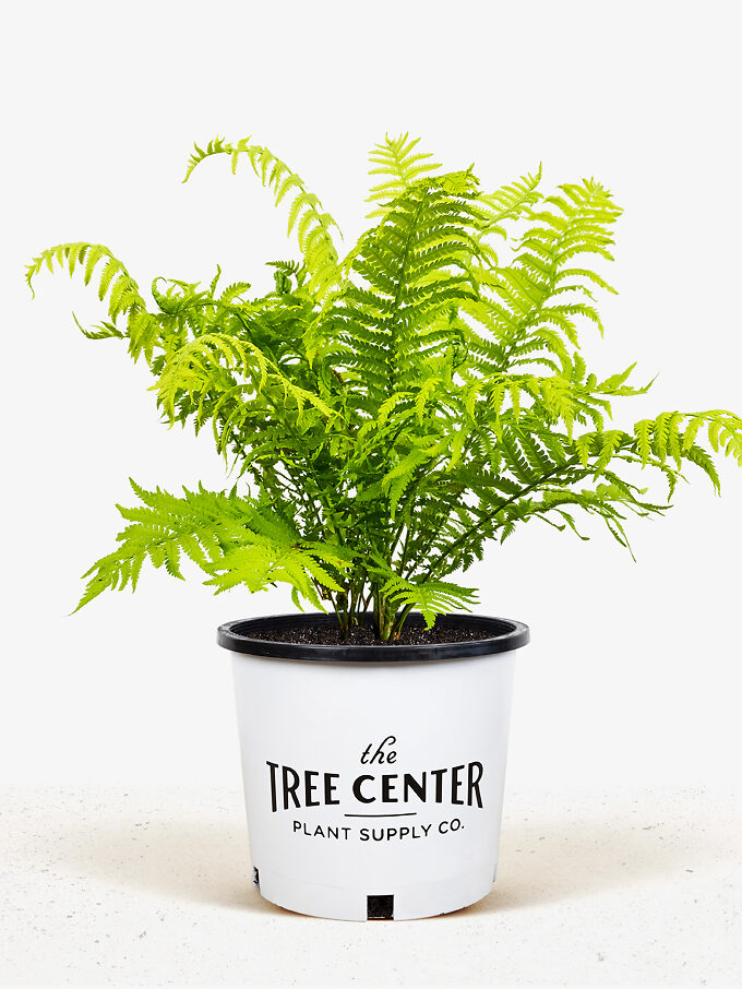 Ferns – The Tree Center
