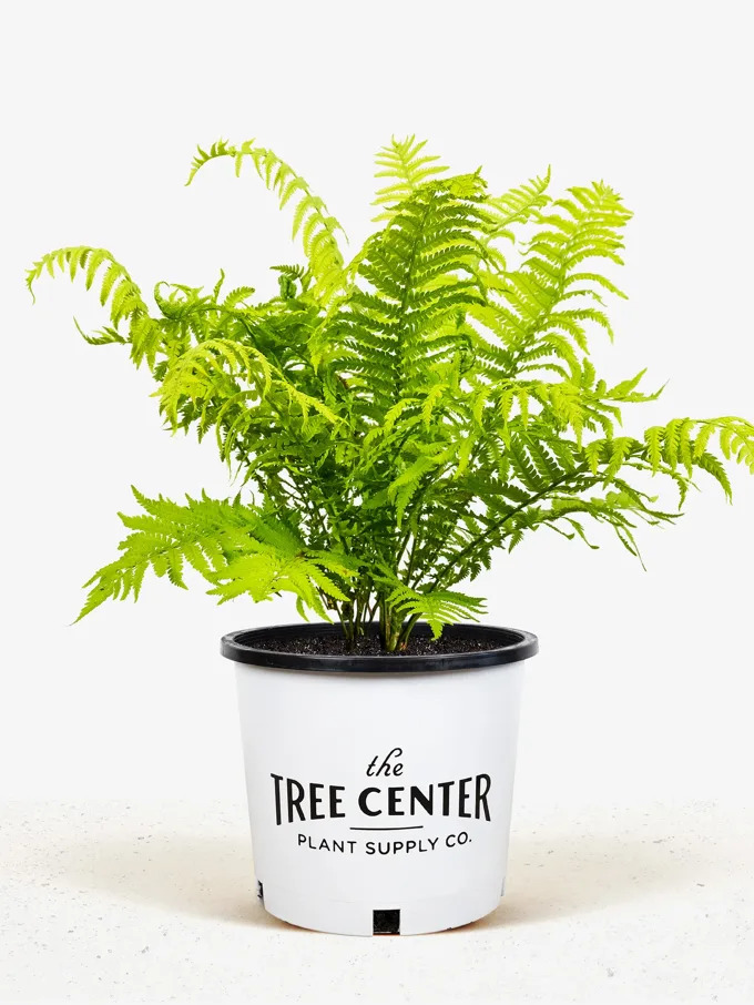 Our Newest Trees, Shrubs and Plants | The Tree Center