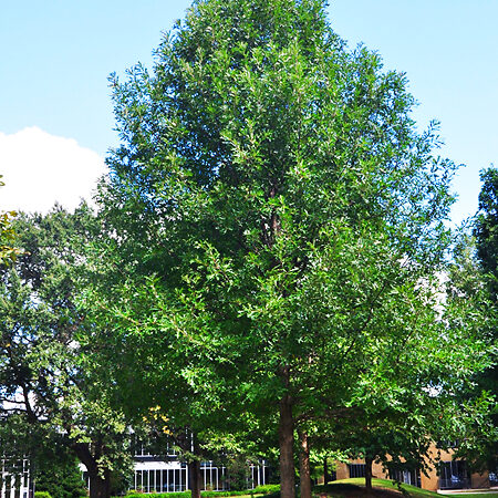 Overcup Oak Tree For Sale Online | The Tree Center