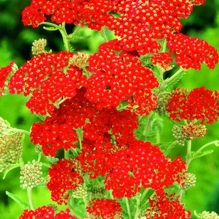 Paprika Achillea For Sale Online | The Tree Center
