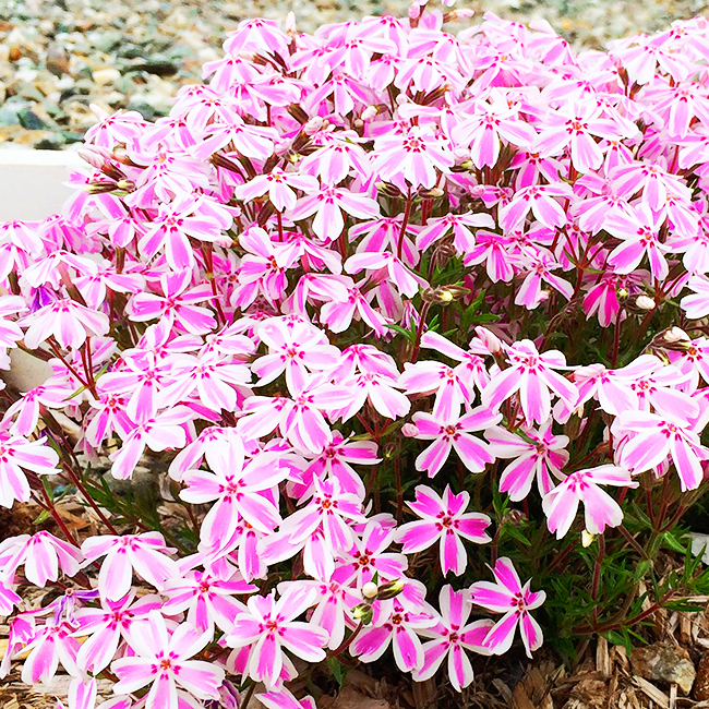 Candy Stripes Phlox | The Tree Center™