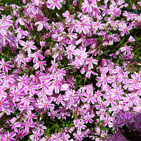 Candy Stripes Phlox - Unique Colorful Shrub | The Tree Center