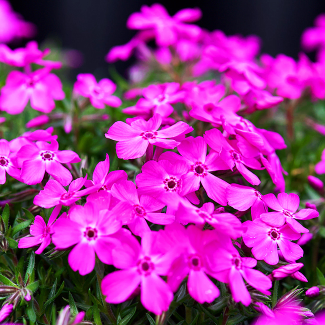 Drummonds Pink Phlox | The Tree Center™