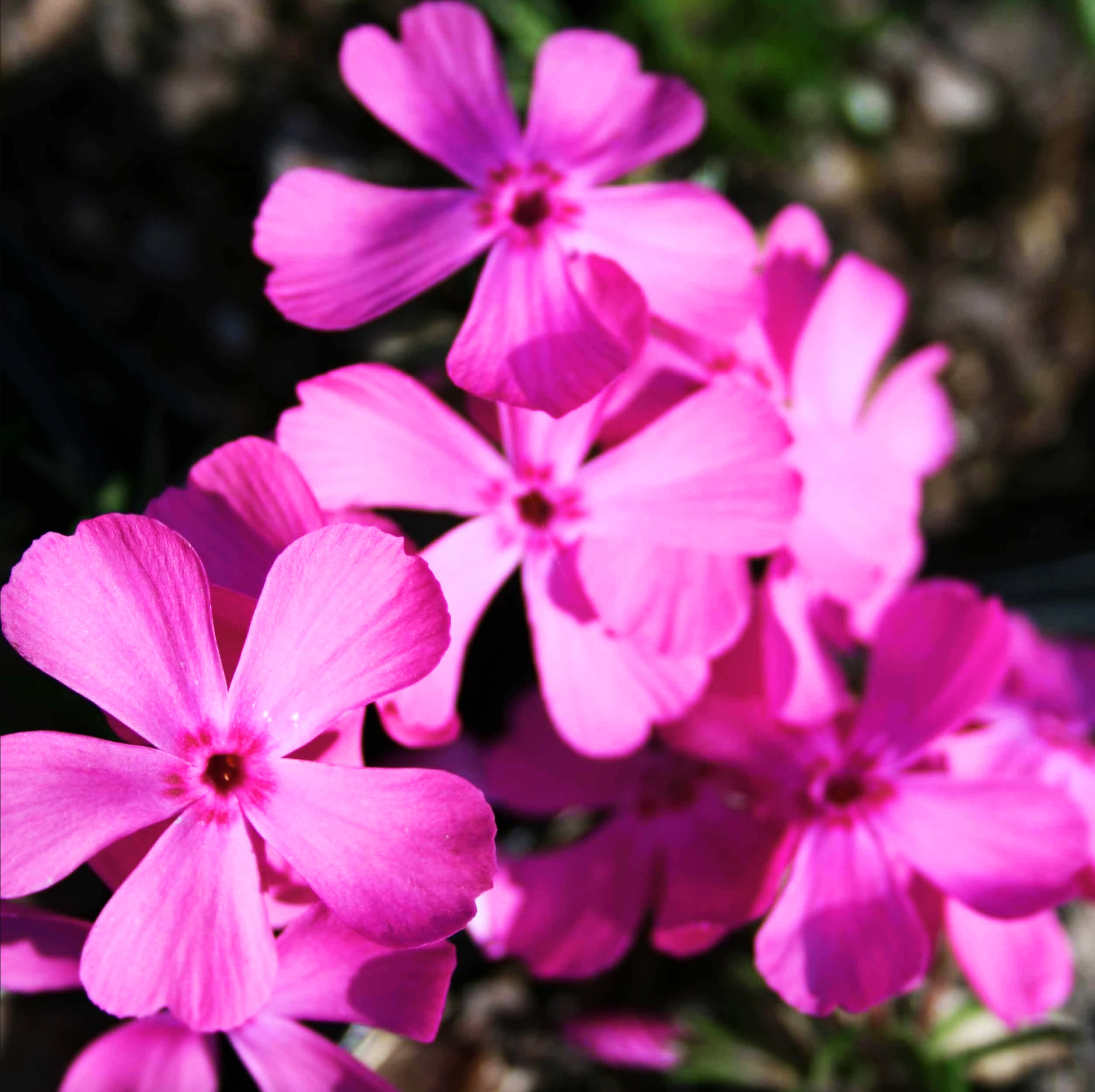 Drummonds Pink Phlox | The Tree Center™