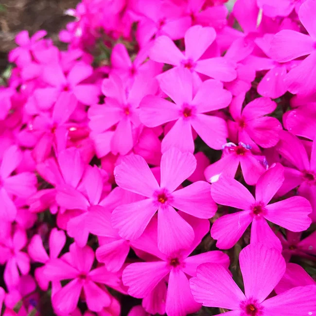 Drummonds Pink Phlox - Perfect Perennial | The Tree Center