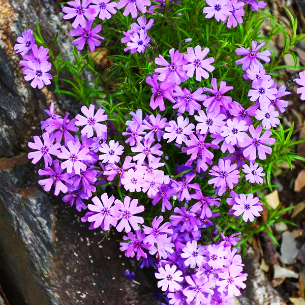 Purple Beauty Phlox | The Tree Center™