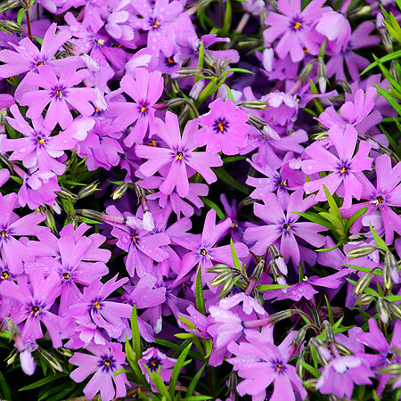 Purple Beauty Phlox - Stunning Garden Addition | The Tree Center