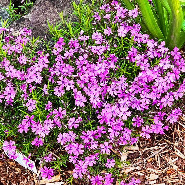 Purple Beauty Phlox | The Tree Center™