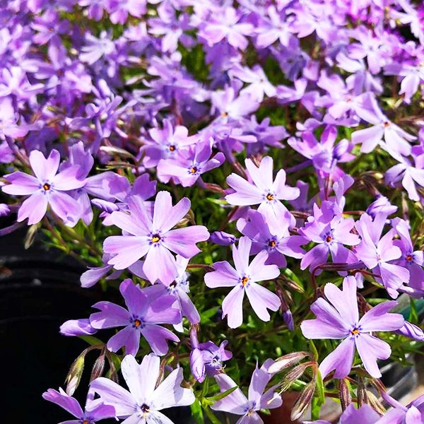 Purple Beauty Phlox | The Tree Center™