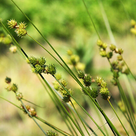 Plains Oval Sedge For Sale Online | The Tree Center