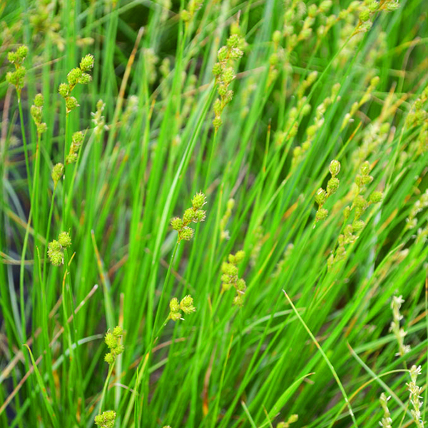 Plains Oval Sedge For Sale Online | The Tree Center