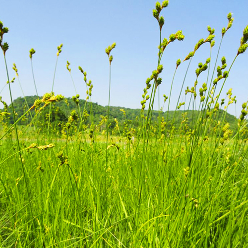 Plains Oval Sedge For Sale Online | The Tree Center
