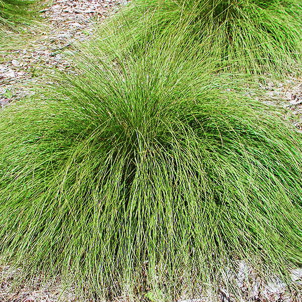 Prairie Dropseed For Sale Online | The Tree Center