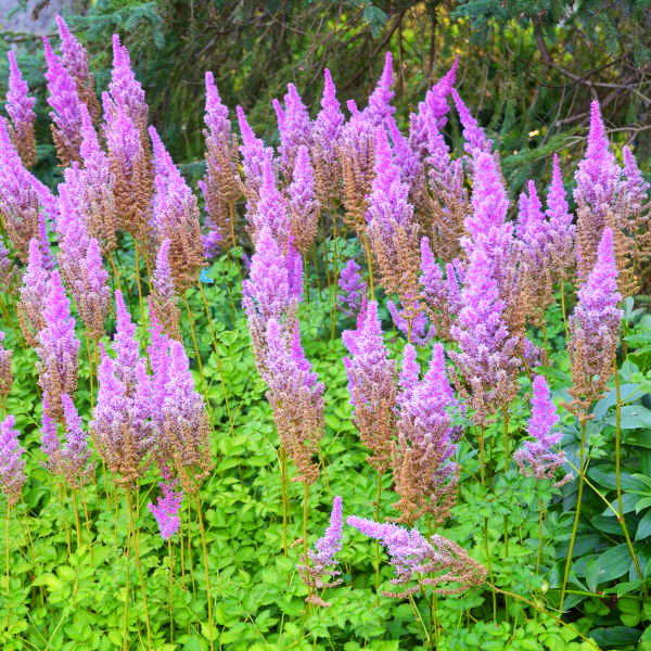 Purple Candles Astilbe For Sale Online | The Tree Center