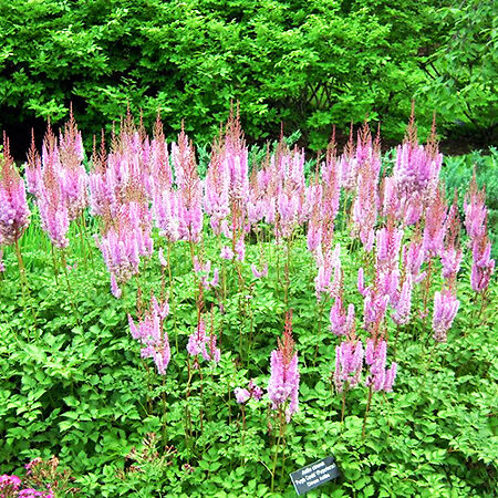 Purple Candles Astilbe For Sale Online | The Tree Center