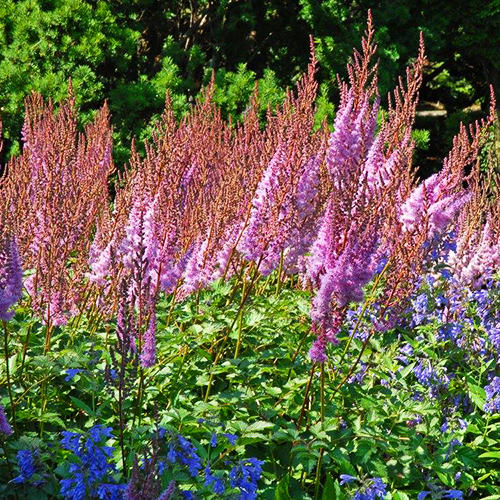 Purple Candles Astilbe For Sale Online | The Tree Center