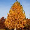 Renaissance Oasis Birch For Sale Online | The Tree Center