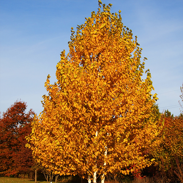 Renaissance Oasis Birch For Sale Online | The Tree Center