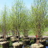 Renaissance Oasis Birch For Sale Online | The Tree Center
