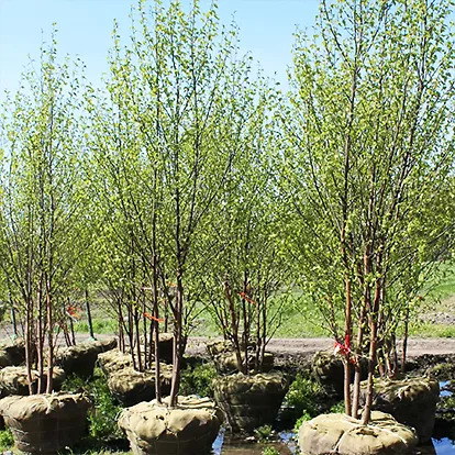 Renaissance Oasis Birch For Sale Online | The Tree Center