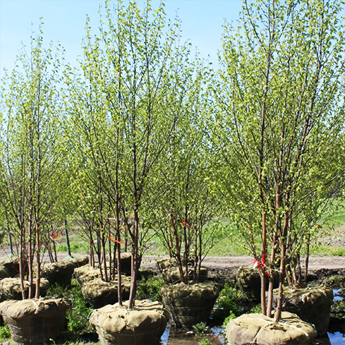 Renaissance Oasis Birch For Sale Online | The Tree Center